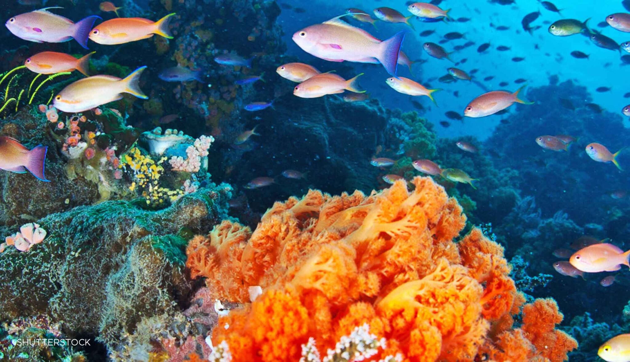 Flora dan Fauna dalam Biodiversitas Indonesia: Keanekaragaman Hayati ...